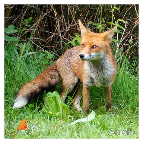 Home Fox Guardians