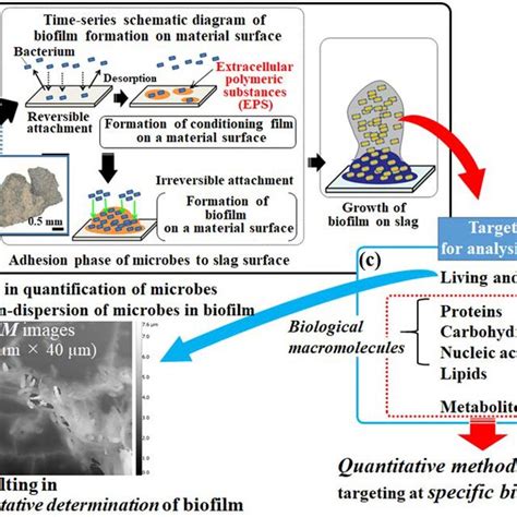Biofilm Formation On Material Surfaces And Methods For Qualitative Or