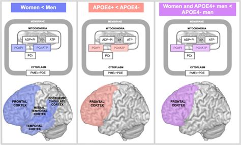 Effects Of Sex And Apoe ε4 Genotype On Brain Mitochondrial High Energy