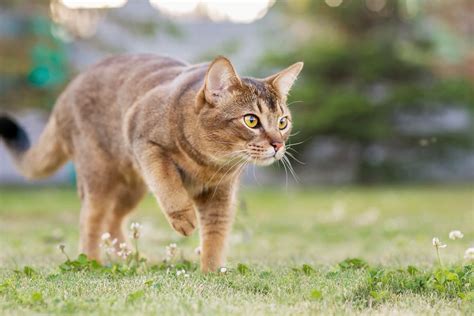 Pack Hunting Cats At Sammy Parra Blog