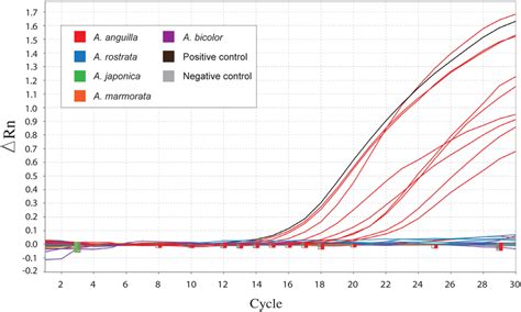 Amplification Plot Showing Positive Amplification Of The Cites‐listed