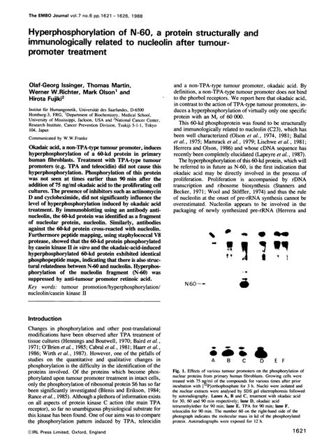 Hyperphosphorylation Of N 60 A Protein Structurally And