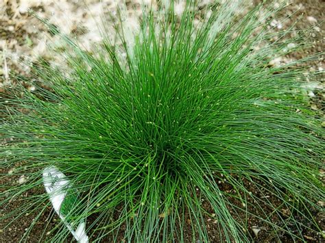 Изолепсис Посадка И Уход Фото – Telegraph