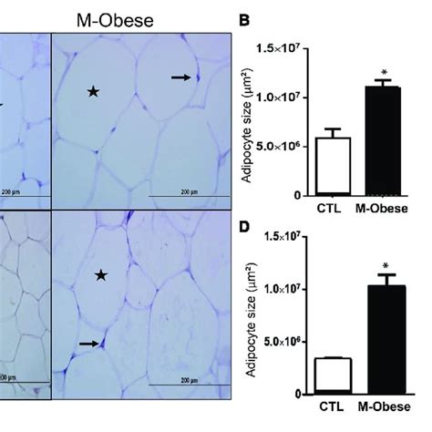 M Obese Rats Show Intense Adipocyte Hypertrophy In Wat A