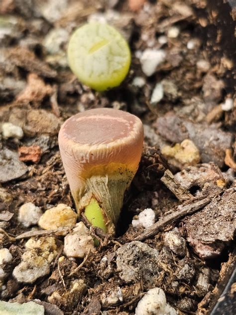 Lithops Issue Rhouseplants