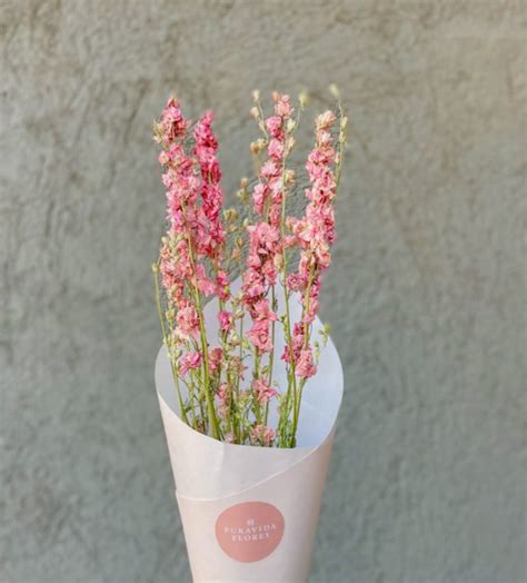 Delphinium Rosado Flores De Ocoa