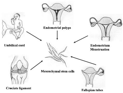 Mesenchymal Stem Cells A Comprehensive Exploration Creative Bioarray