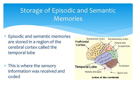 higher human biology memory part ppt download