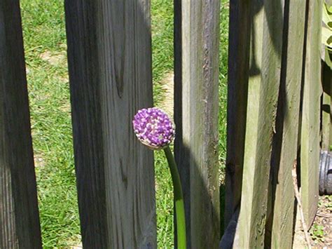 My Garden My Allium Is Blooming Day 4