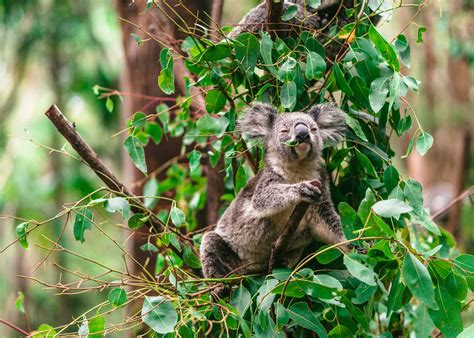 Habitats Koala At Ruby Osborne Blog