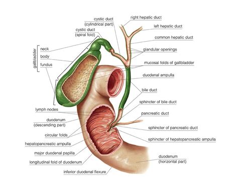 Gallbladder And Liver Diagram Labeled