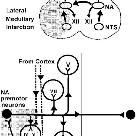 Schematic Representation Of The Central Pattern Generator Of Download Scientific Diagram