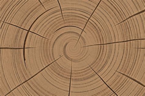 Premium Vector Free Stylized Tree Trunk Texture Background