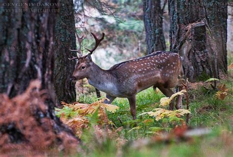 Шестима в Хасковско гледат диви животни като домашни любимци Всичко за Хасково