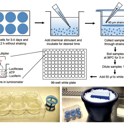 Quantification Of Extracellular Atp In Plant Suspension Cell Cultures