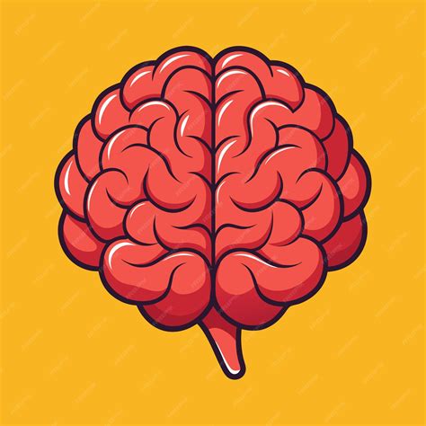 Detailed Brain Vector Graphic Brain Anatomy Vector Illustration