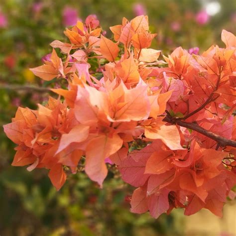 Quick Learner Youtube