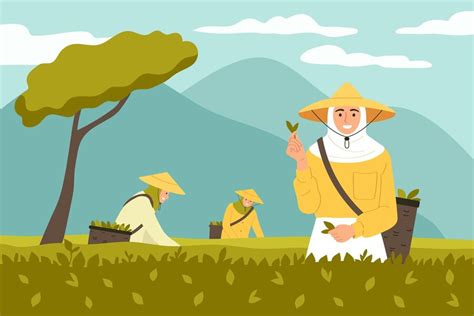 전통적인 수확 장면 평면 벡터 일러스트와 함께 차 생산 공정 개념 무료 벡터