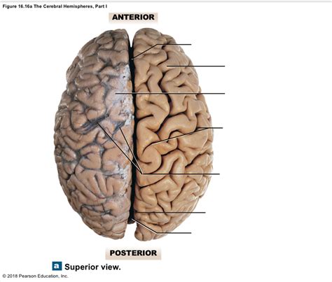 Cerebral Hemisphere Diagram Quizlet