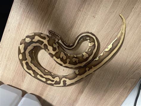 Pastel Lesser Leopard Ball Python By Gene Tech Reptiles Morphmarket