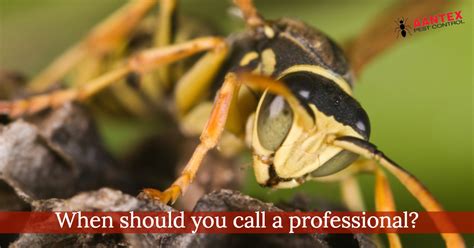 When Do You Need To Call A Pest Control Professional Aantex Pest