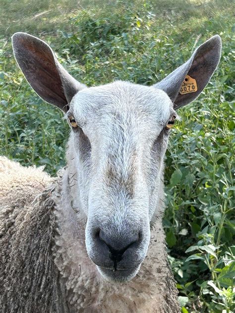 Sick Sheep Seldom Survive I Didnt Realize How Much I Loved Him… By Margaret Kramar Oct