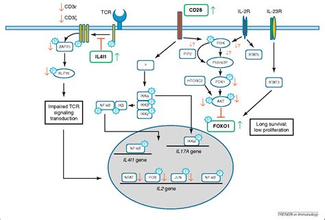Figure 3 From Defining The Human T Helper 17 Cell Phenotype Semantic Scholar