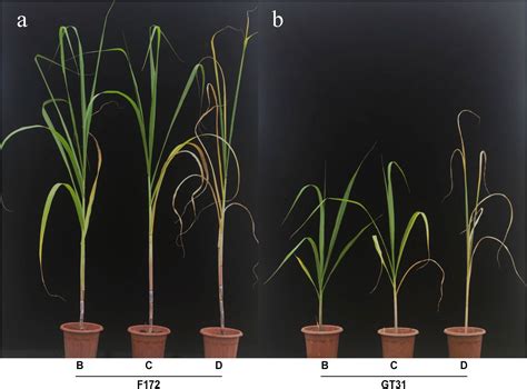 Frontiers Comparative Transcriptomic Analyses Of Two Sugarcane Saccharum L Cultivars