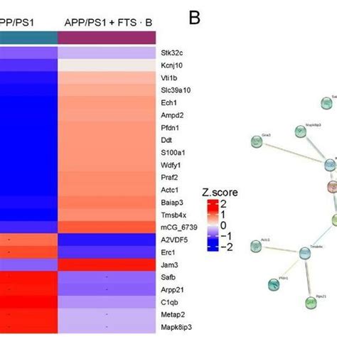 Stereotactic Injection Of Aav Vectors Induces The Neuronal Expression Download Scientific