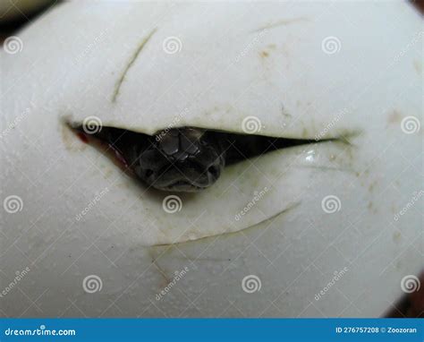 Burmese Python Python Bivittatus Stock Photo Image Of Skin Python 276757208