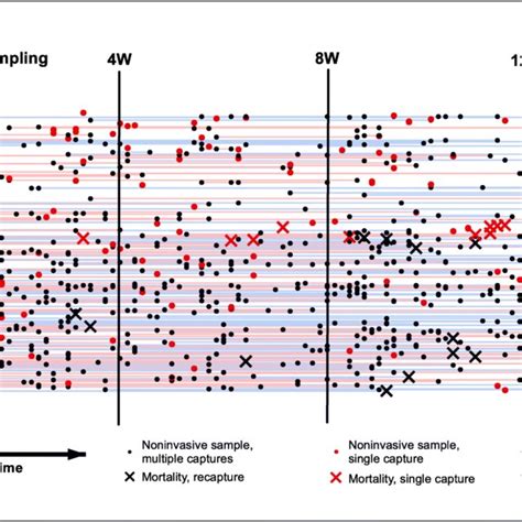 Graph Of The Mark Recapture Process Time Increases From Left To Right Download Scientific