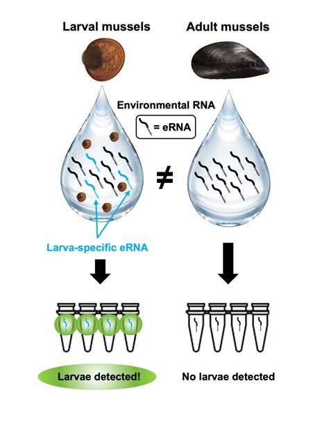 Harnessing Environmental Rna To Understand Blue Mussel Life Stages
