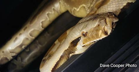Bella Ghost Borneo Short Tail Python Album On Imgur