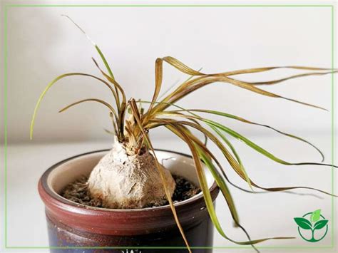 Banana Palm Musa Oriana Species Profile And Care Guide Plant Index