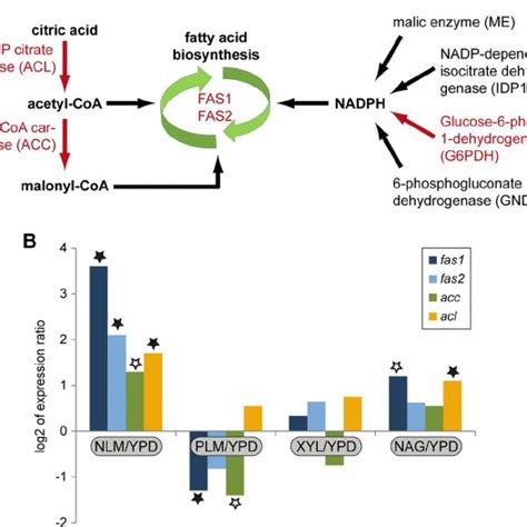 Lipid Biosynthesis In T Oleaginosus A Core Lipid Biosynthesis
