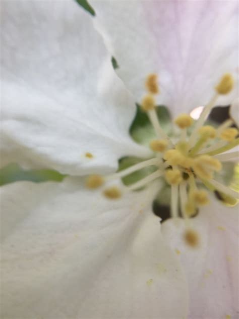 Bunga Putih Daun Foto Gratis Di Pixabay Pixabay