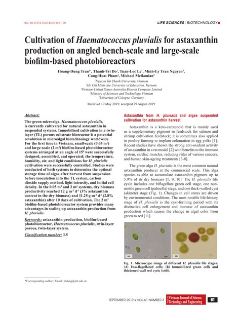 Pdf Cultivation Of Haematococcus Pluvialis For Astaxanthin Production On Angled Bench Scale