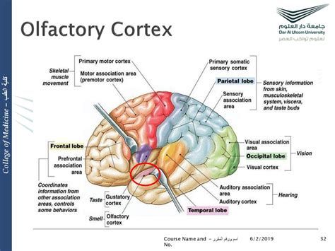 Physiology Of Taste Smell Ppt Download