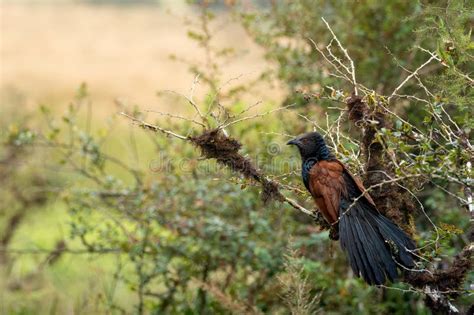 Wild Greater Coucal Centropus Sinensis With Red Eye Perched On A