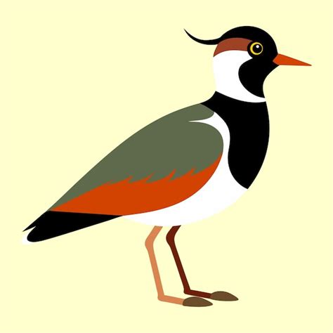 Royal Tern Illustration Vectors And Illustrations For Free Download Freepik