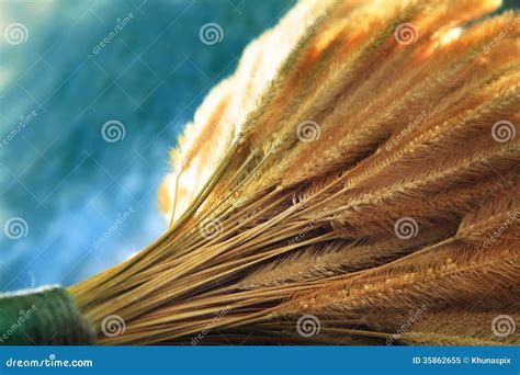 Close Up Of Dry Grass Seed With Blue Background Stock Image Image Of