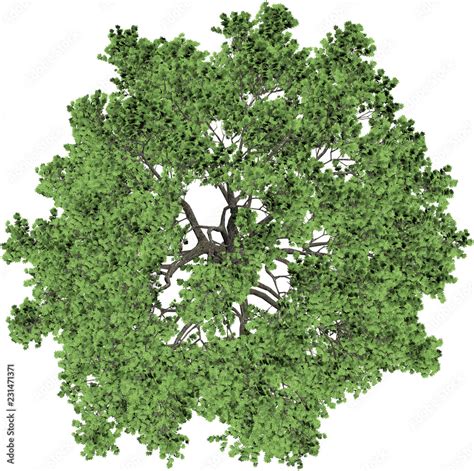 Plant Tree Overhead Icon Top View Symbols Isolated On White
