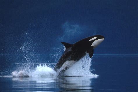 Orca Whale Wallpapers Top Free Orca Whale Backgrounds Wallpaperaccess