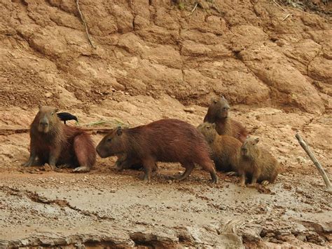 The Largest Rodent Capybara Ecological Manu Nature — Manu Jungle Trips