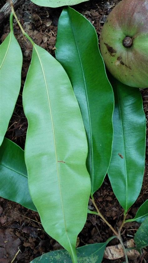 Micropholis Melinoniana Pierre World Flora Plntnet Identify