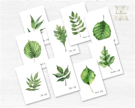 Leaf Identification Flashcards Nature Study Flash Cards Nature Printables Homebabe