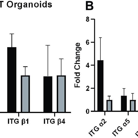 K14 Leader Cells In Tumor Organoids Generate Increased Traction Forces Download Scientific
