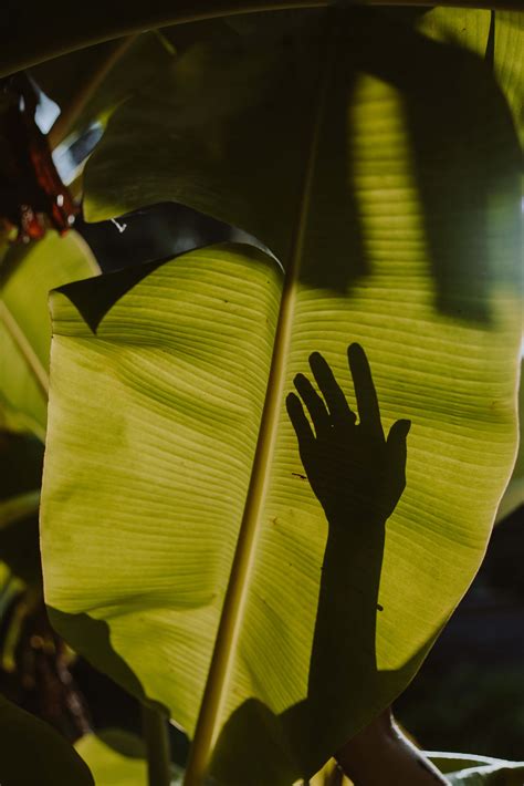 Download Banana Leaf Background