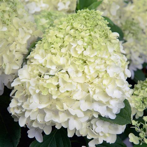 White Wedding® Hydrangea Nwa Plants Inc