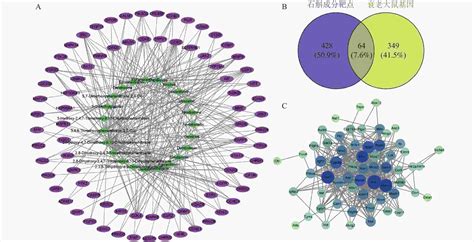 基于网络药理学与分子对接探讨铁皮石斛抗炎性衰老的作用